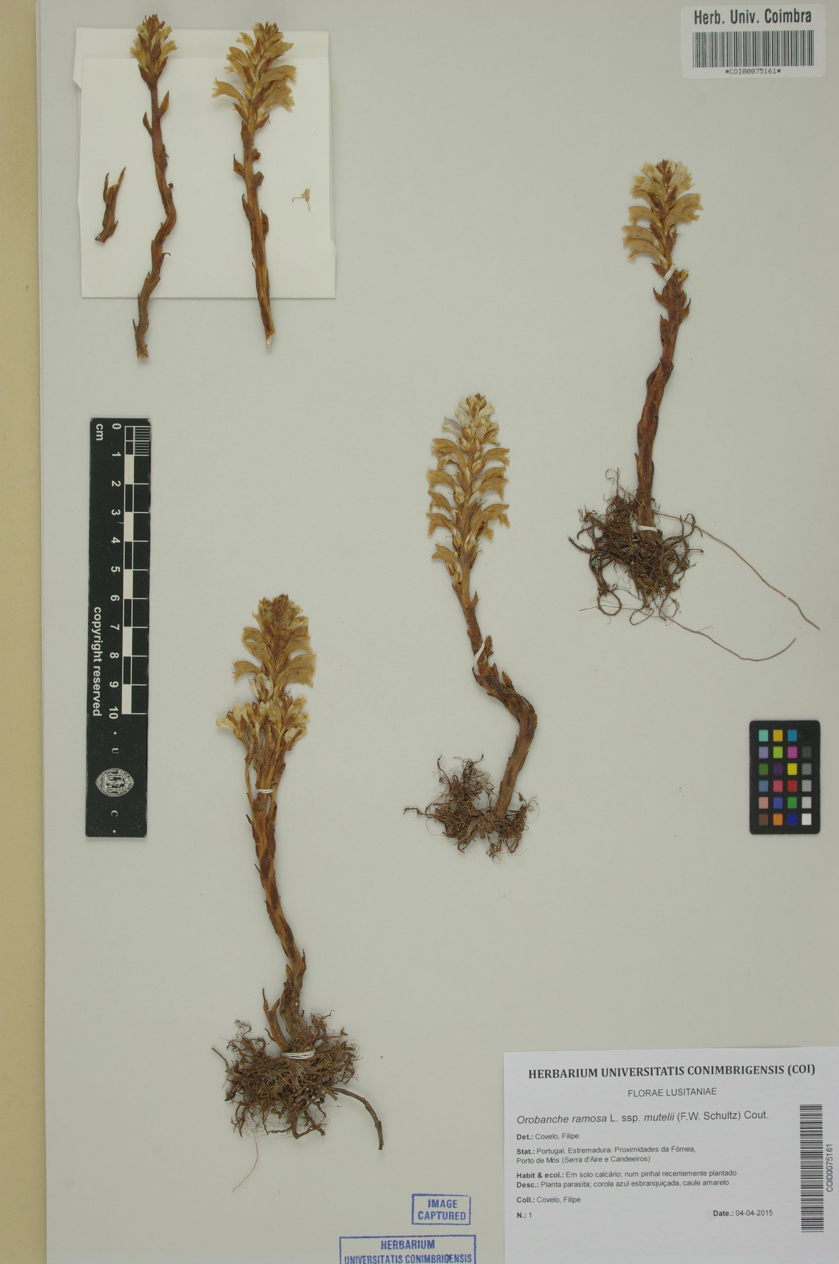 Phelipanche_mutelii_Grupo botánico cantábrico